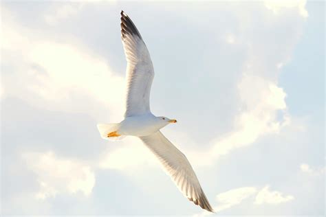 White Bird Flying Under The Blue And White Sky During Daytime · Free