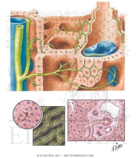 Intrahepatic Biliary System