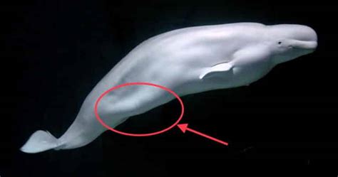 The Beluga Whale Is One Of The Most Interesting In The Sea