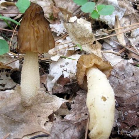 Half Free Morel Morchella Punctipes Mushroom Identification Habitat And Uses