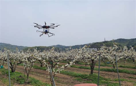 드론으로 배 인공수정세종시 농업 고도화 추진 전자신문