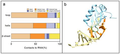 A The Secondary Structure Distributions At The Rna Protein Download Scientific Diagram