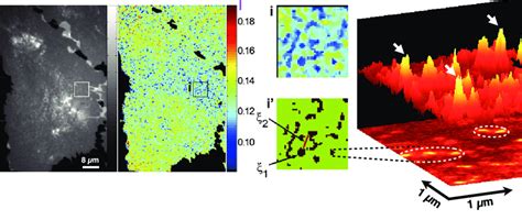 A Spatial View Of The Cell Membrane Hierarchical Organization Of