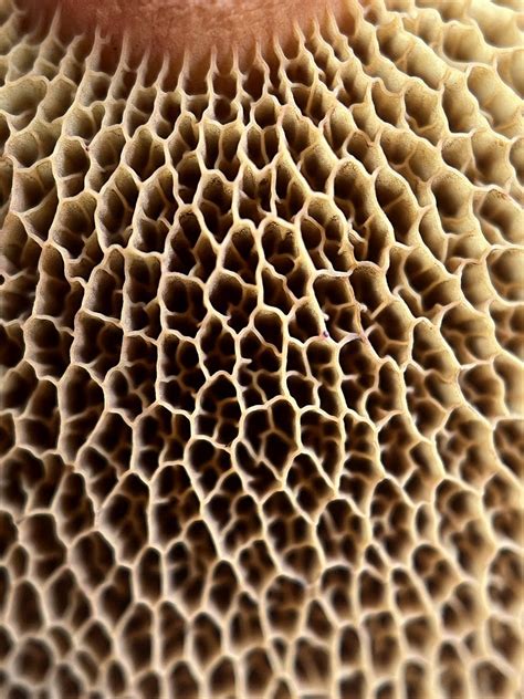 Mushroom Gills — Bryan Ribelin