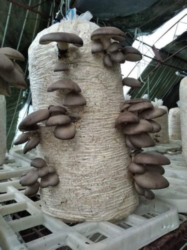 компост за гъби печурки и кладница – АгроБорса | Agri.BG