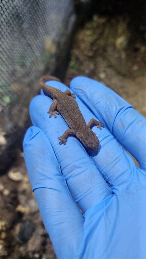 Smooth Newt In March 2025 By Théo · Inaturalist