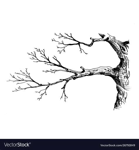 Tree Branch Hand Drawn Sketch Style Royalty Free Vector