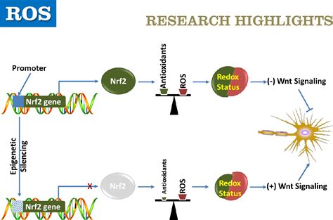Figure 2 From Ros Nrf 2 Silencing For Neuron Maturation Semantic Scholar
