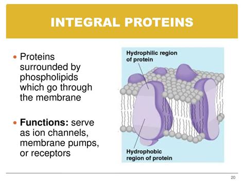 Fluid Mosaic Model Ppt Download