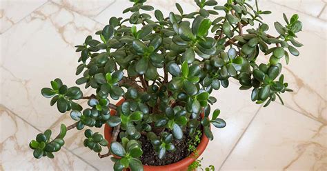 Reasons And Fixes For Limp Leaves On Jade Plants
