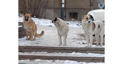 Осем ловят 10 000 бездомни кучета в София