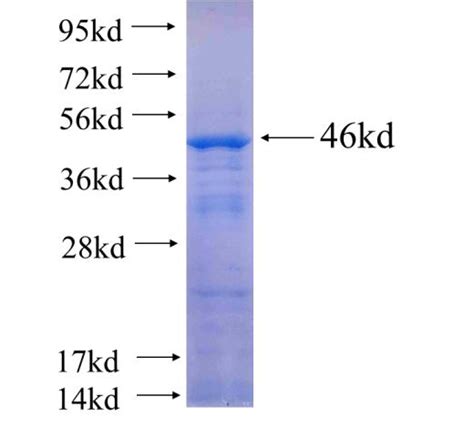 Inha Fusion Protein Ag24768 Proteintech