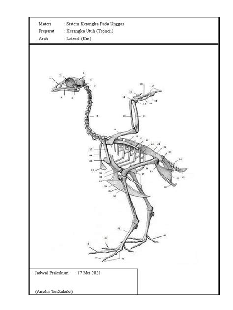 Sistem Kerangka Unggas Pdf Xadrez