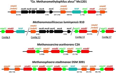 Physical Maps Of Mtaamtba Mtab And Mtac Physical Maps Of Mtaamtba