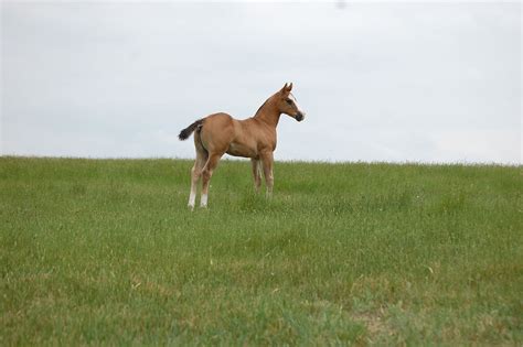 Lazy JS Ranch Performance