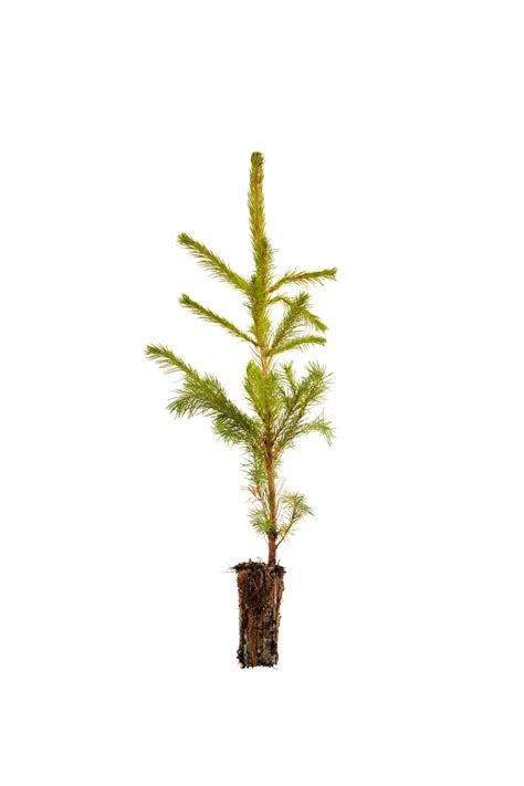 Norway Spruce Picea Abies Elsoms Tree Seed