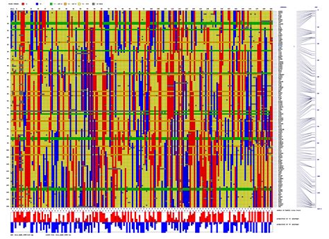 Rice Genetic Map