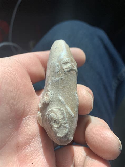 Coprolite Fossil Id The Fossil Forum