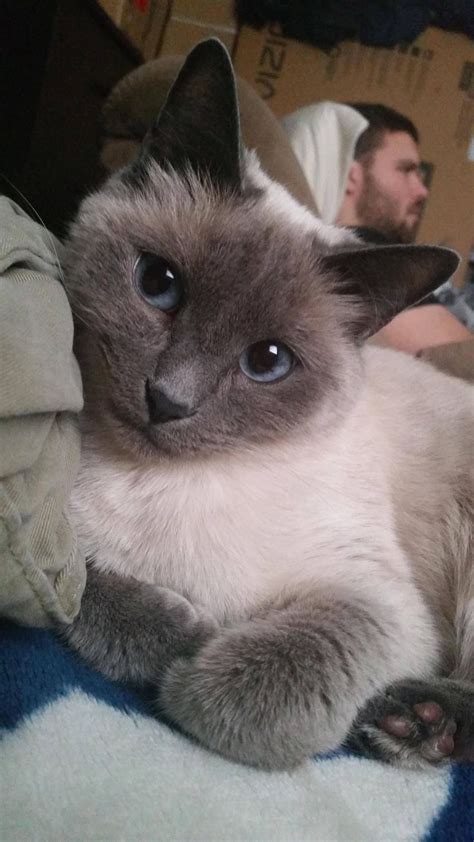 Half Siamese Cute Cats Beautiful Cats Pretty Cats