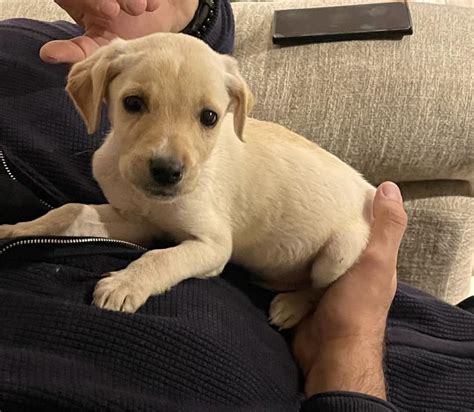 მეგობრებო ვუშველოთ ამ ცუგრიკას და მოვუნახოთ პატრონი და თბილი სახლი ქუჩიდან აიყვანეს გუშინ