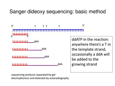 Ppt Dna Sequencing Powerpoint Presentation Free Download Id 2374266