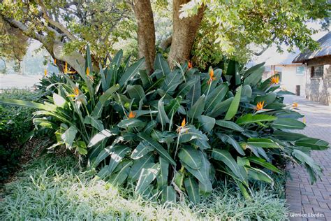Strelitzia Reginae Plantbook