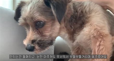 유기견 입양전후 변화 겁많은 강아지의 100일간 브이로그 인스티즈instiz 이슈 카테고리