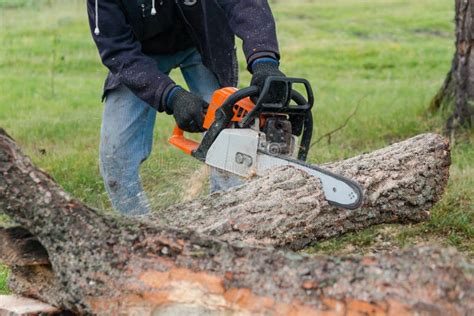 To Saw A Tree Gasoline Saw The Man Saws A Tree Stock Photo Image Of Sharp Professional