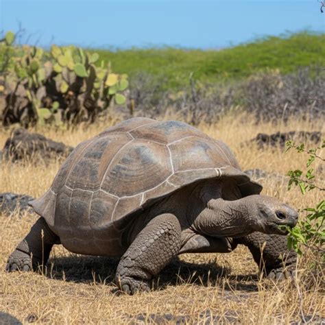 15 Fun Facts About Galápagos Tortoises