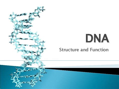DNA Structure And Function What Is DNA What