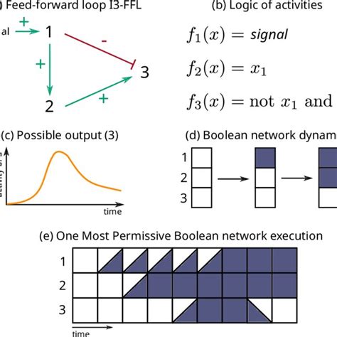 Incoherent Feed Forward Loop Of Type 3 A And Its Associated Boolean