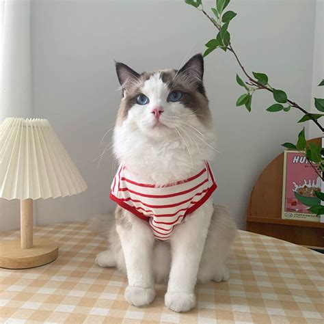 Cat Clothes Autumn Winter Pet Clothing For Small C Grandado