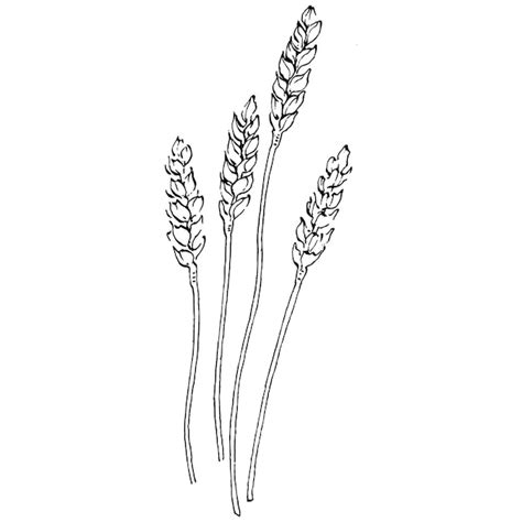 밀 귀 조각 빈티지 일러스트 프리미엄 벡터