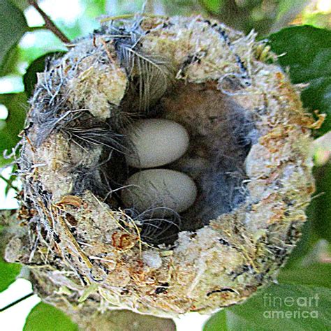 Hummingbird Egg