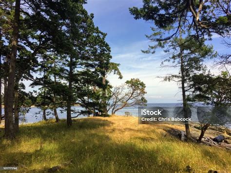 걸프 섬 브리티시 컬럼비아 캐나다에 거 대 한 Arbutus 나무가 예인선 섬에 아름 다운 포인트 2명에 대한 스톡 사진 및 기타 이미지 Istock