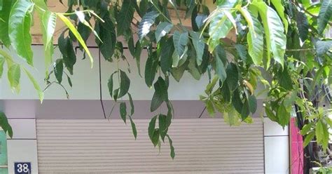 Hà Nội Chi cục Thi hà nh án dân sự Ba Đ ình bị tố mử ám thiếu minh bạch