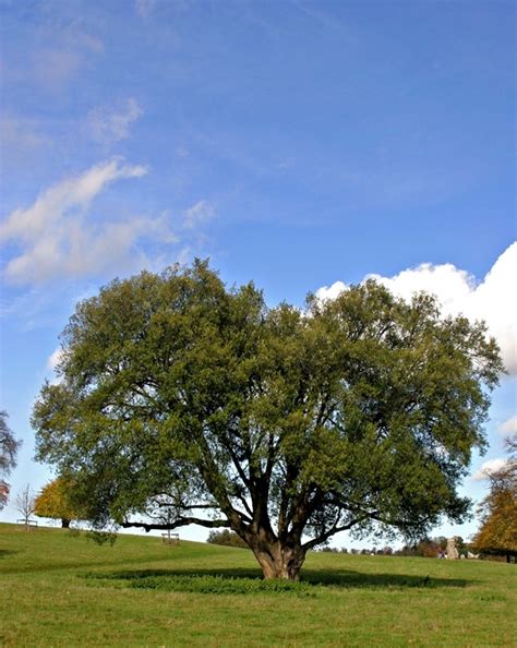 Multi Stemmed Quercus Ilex Holm Oak Barcham Trees