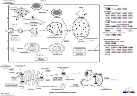 Lysosome Pathway The Lysosome Pathway Is Represented With Gene