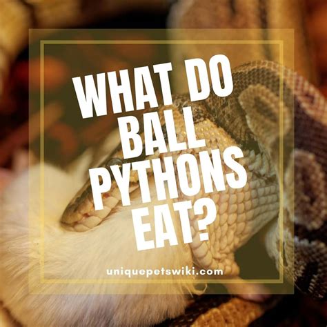 What Do Ball Pythons Eat The Complete List