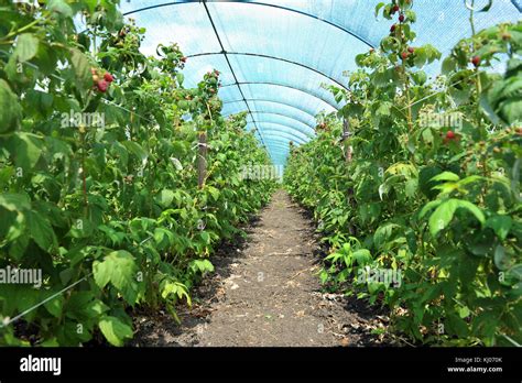 Raspberry Plants In A Greenhouse Stock Photo Alamy
