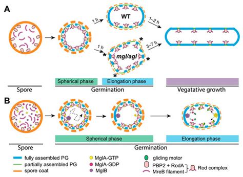 Microorganisms Special Issue Myxobacteria Physiology And Regulation