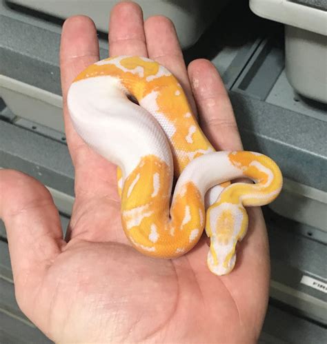 Dreamsicle Ball Python By The Serpent Chamber Morphmarket