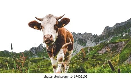 Most Beautiful Cow Ive Ever Seen Stock Photo 1469402105 Shutterstock