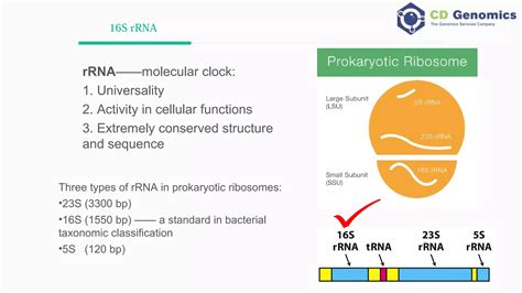 Introduction To 16s R Rna Sequencing Cd Genomics Ppt