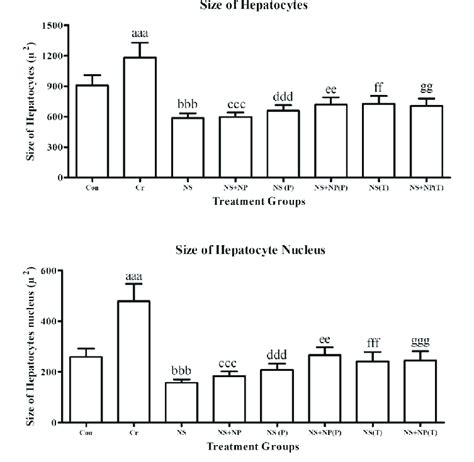Analysis Of Hepatocyte And Their Nucleus Size Measurement In