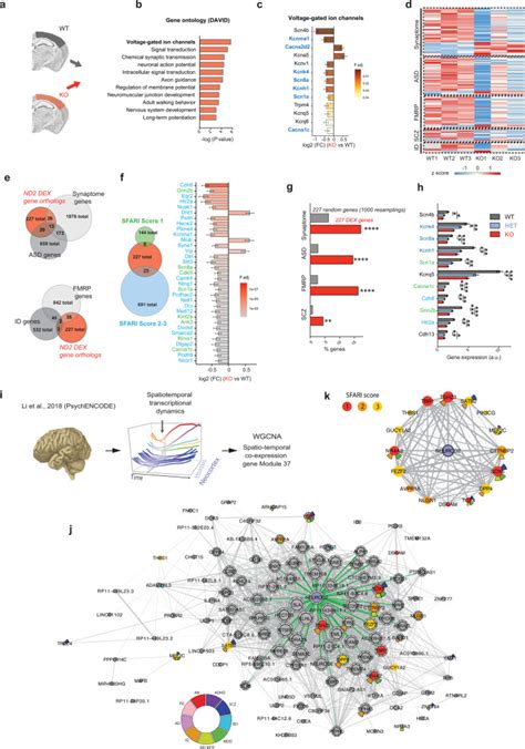 Disruption Of Neurod2 Causes A Neurodevelopmental Syndrome With