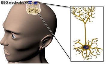 8 An Illustration Of How The Pyramidal Cells Are Generating Potentials Download Scientific