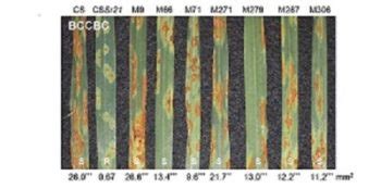 Identification And Characterization Of Wheat Stem Rust Resistance Gene Sr21 Effective Against