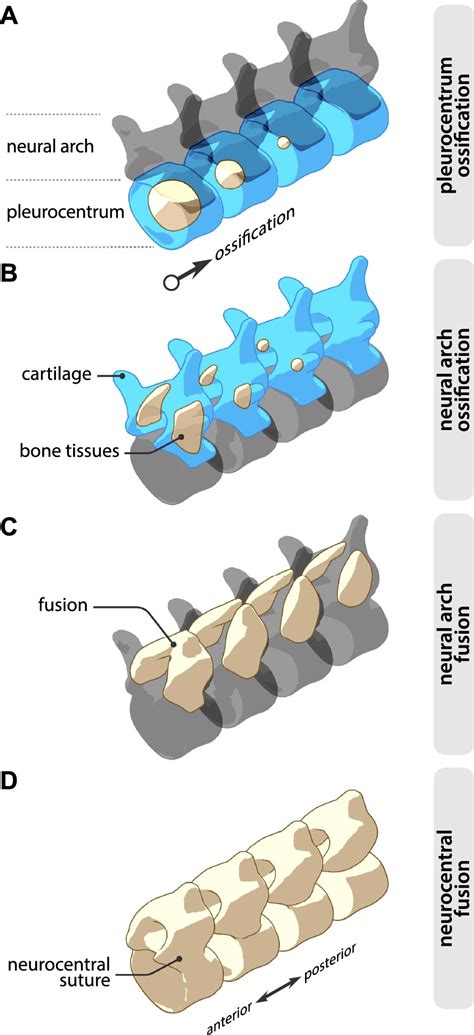 Vertebral Column The Vertebral Column Poster Designed By Kirografiks