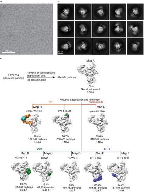 Cryo Em Data Collection And Processing A Representative Micrograph Of